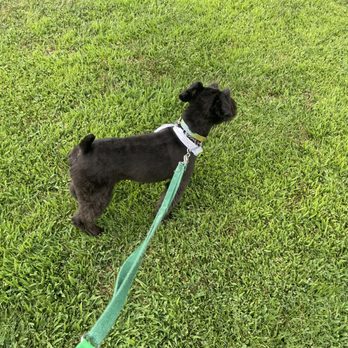 PAWS R US - Updated August 2025 - 87 Photos & 56 Reviews - 7955 N Cedar ...