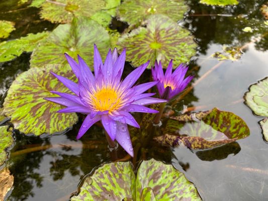 THE KAMPONG - 298 Photos & 36 Reviews - 4013 S Douglas Rd, Coconut ...