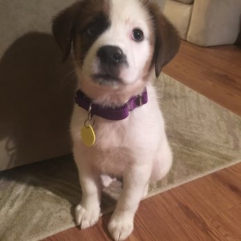 RICHMOND SPCA - Updated May 2025 - 58 Photos & 59 Reviews - 2519 ...