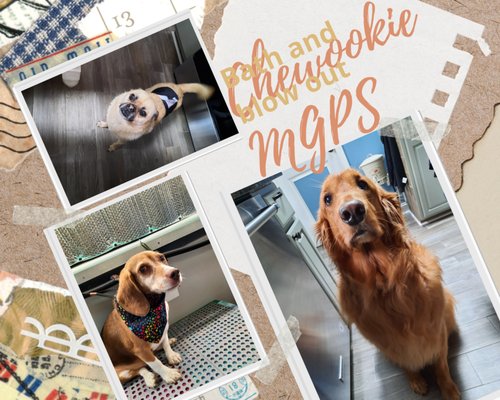 CHEWOOKIE MOBILE GROOMING PET SALON - Updated May 2026 - Stafford ...