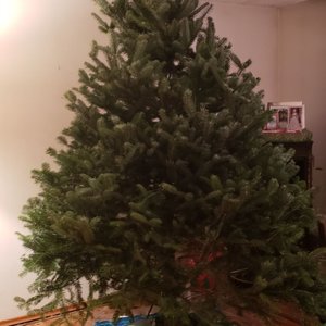 HEMSTROM VALLEY TREE FARM CHRISTMAS TREES - TEMP. CLOSED - 21 Photos ...