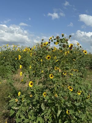 FORT BEND COUNTY LIBRARY FULSHEAR BRANCH - Updated October 2025 - 25 ...