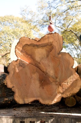 BOUTTE TREE - Updated October 2025 - 68 Photos & 59 Reviews - 2158 ...