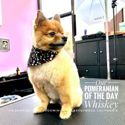 THE PAMPERED PET GROOMING & SPA - Updated April 2026 - 323 Photos & 198 ...