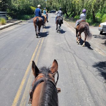 OCEANVIEW PERFORMANCE HORSES - Updated January 2026 - 40 Photos - 40 ...