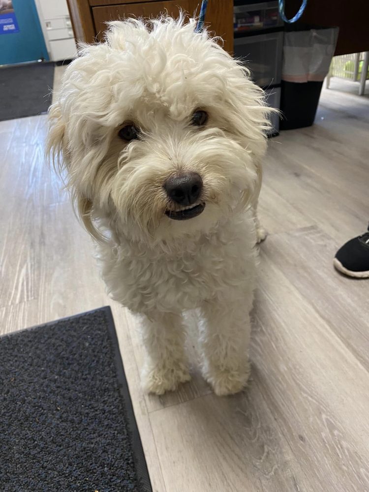 HAPPY TAILS - Updated May 2026 - 13 Reviews - 1611 Virginia Ave, North ...
