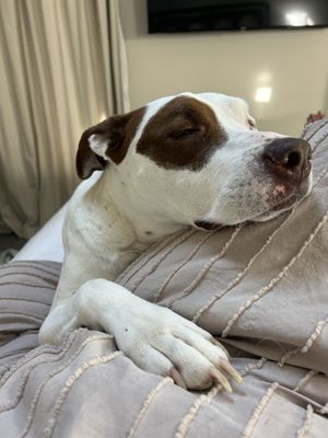 WILSON VETERINARY HOSPITAL - Updated November 2025 - 61 Photos & 328 ...