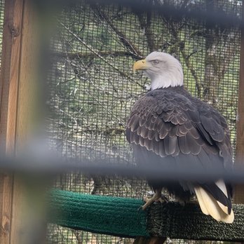 CASCADES RAPTOR CENTER - Updated April 2025 - 163 Photos & 111 Reviews ...