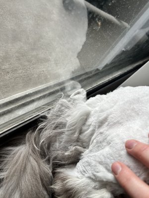 PUNKY PETS PAWLOR - Updated November 2025 - 135 Photos & 36 Reviews ...