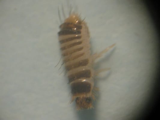 CASCADE PEST CONTROL - Updated November 2025 - 30 Photos & 109 Reviews ...