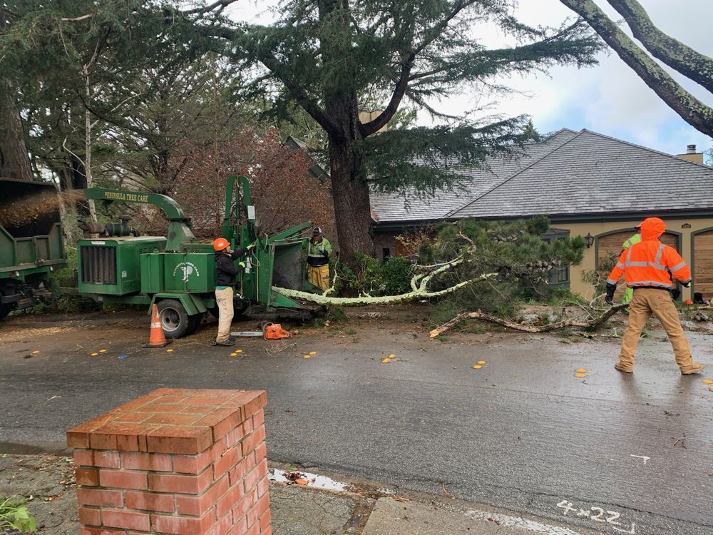 PENINSULA TREE CARE - Updated July 2025 - 23 Reviews - 101 Industrial ...