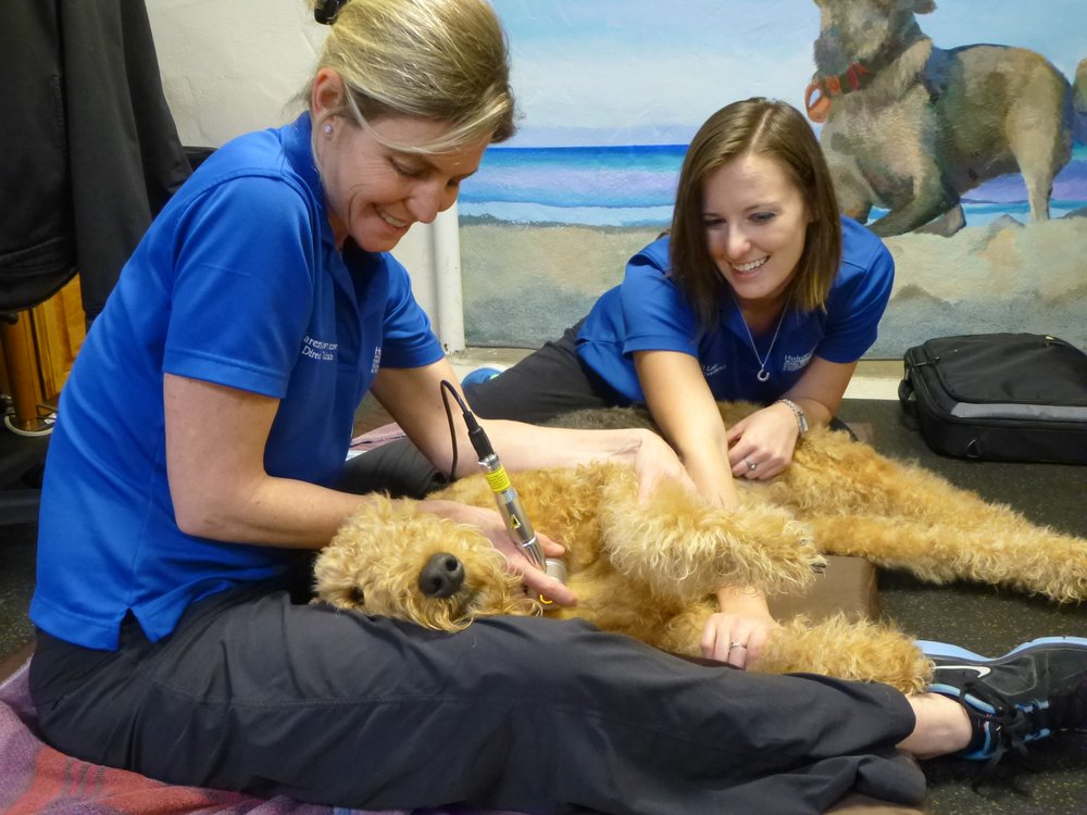 HYDROPAWS ANIMAL REHABILITATION AND PERFORMANCE CENTER - Updated August ...