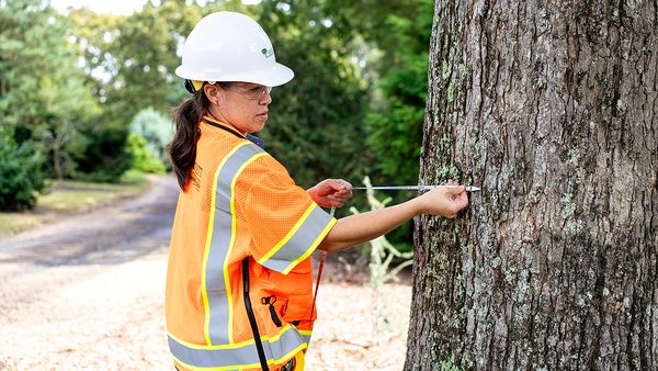 BARTLETT TREE EXPERTS - Updated December 2025 - 62 Photos - North ...