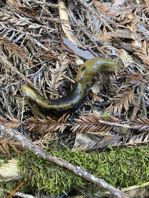 ALLIANCE REDWOODS CONFERENCE GROUNDS - Updated January 2026 - 100 ...