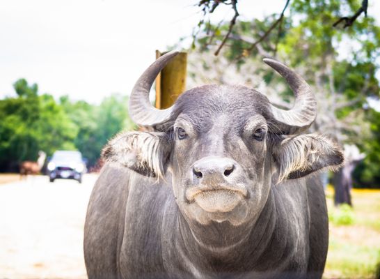 TEXAS ZOOFARI PARK - Updated October 2025 - 125 Photos & 24 Reviews - 9773 FM 429, Kaufman ...