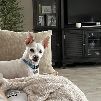 PETSMART - Updated June 2025 - 115 Photos & 197 Reviews - 2465 East ...