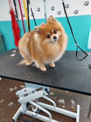 ANITAS GROOMING SHED - Updated August 2025 - 16 Photos - 441 Windsor Rd ...
