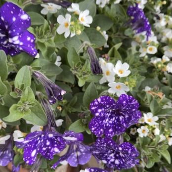 BLOOMING JUNCTION - Updated January 2026 - 23 Photos & 25 Reviews ...