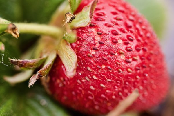 CRYSTAL BAY FARM - 139 Photos & 62 Reviews - 40 Zils Rd, Watsonville ...