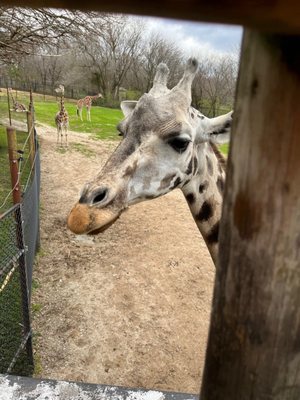 DICKERSON PARK ZOO - Updated November 2024 - 129 Photos & 48 Reviews ...