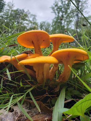 CHESTNUT RIDGE PARK - Updated August 2024 - 171 Photos & 60 Reviews ...