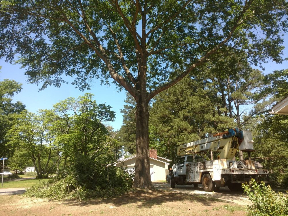 MONKEY TREE SERVICE - Updated December 2024 - 237 Honeysuckle Rd, Bald ...