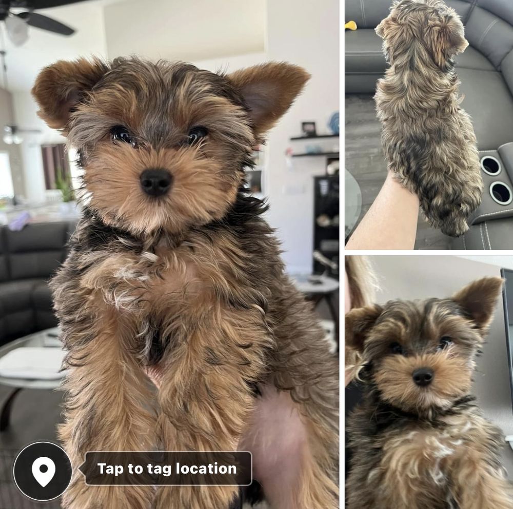 DANI’S YORKIES - Updated May 2025 - Request Information - Laughlin ...