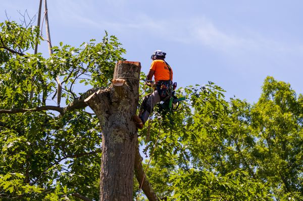 K&J TREE SERVICE - Updated December 2025 - 61 Photos & 38 Reviews - 2 ...