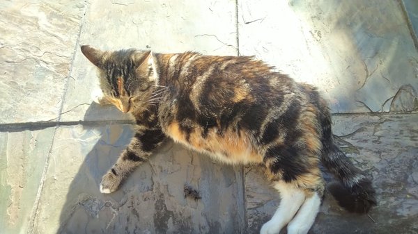 FUZZY FRIENDS RESCUE - Updated December 2025 - 17 Photos & 31 Reviews ...