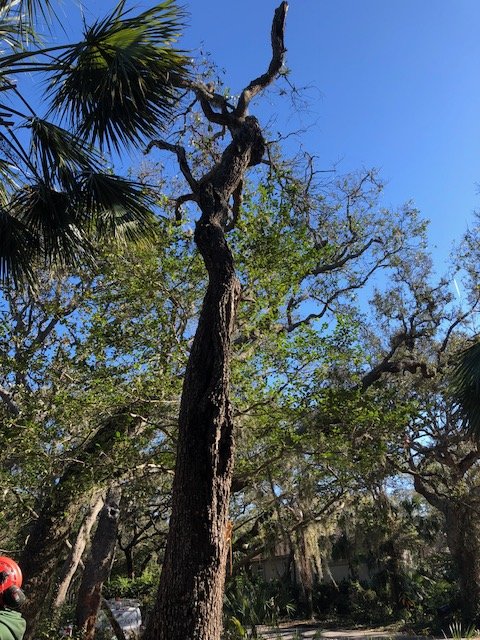 GAGE TREE CARE - Updated August 2025 - 1943 S 8th St, Fernandina Beach ...