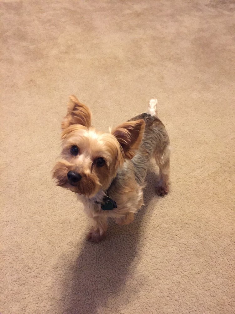 WILLOW HILL PET SALON AND RESORT - Updated July 2024 - 147 Photos & 10 ...