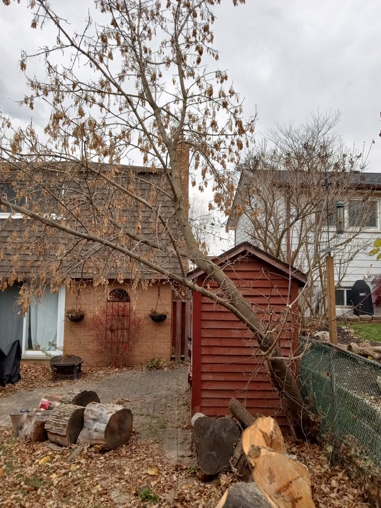 JAMIE POWELL - Updated January 2025 - Milton, Ontario, Canada - Tree ...