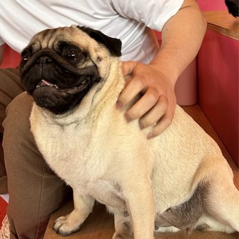 CUPPA PUG - Updated July 2025 - 175 Photos & 67 Reviews - 607 W 9th Ave ...