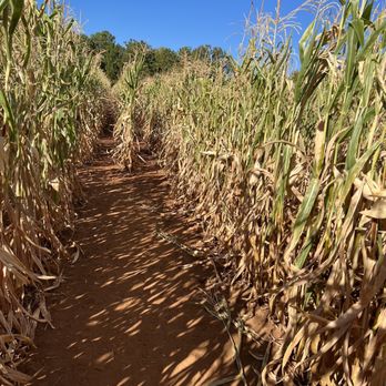 CORNFIELD COUNTY FARMS - Updated October 2025 - Corner of Redland Rd ...