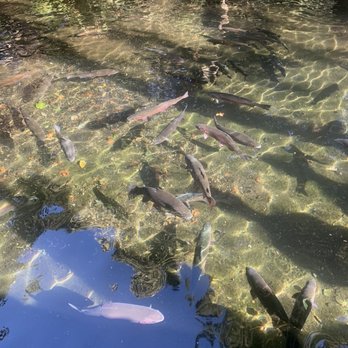 BONNEVILLE DAM FISH HATCHERY - Updated September 2024 - 469 Photos ...