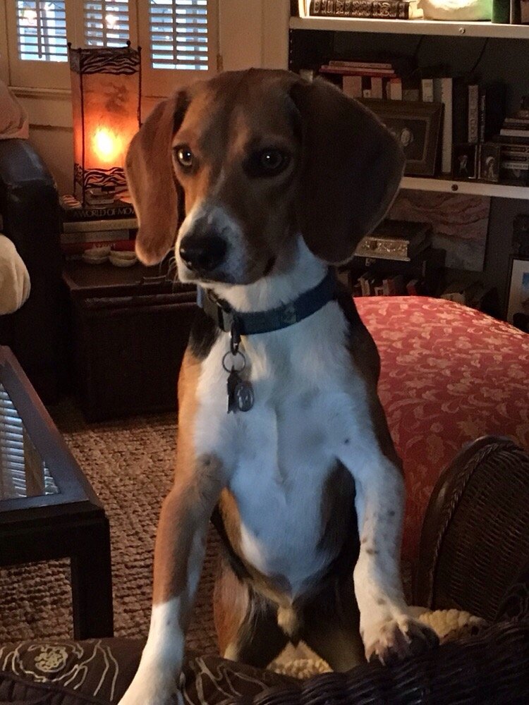 VOODOO DOGS - Updated August 2025 - 31 Photos - San Francisco ...