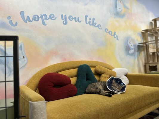 THE CAT HOUSE - Updated January 2026 - 76 Photos & 15 Reviews - 344 E ...