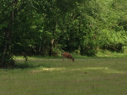 LAKE YOUNGS TRAIL - Updated April 2025 - 16145 SE Old Petrovitsky Rd ...