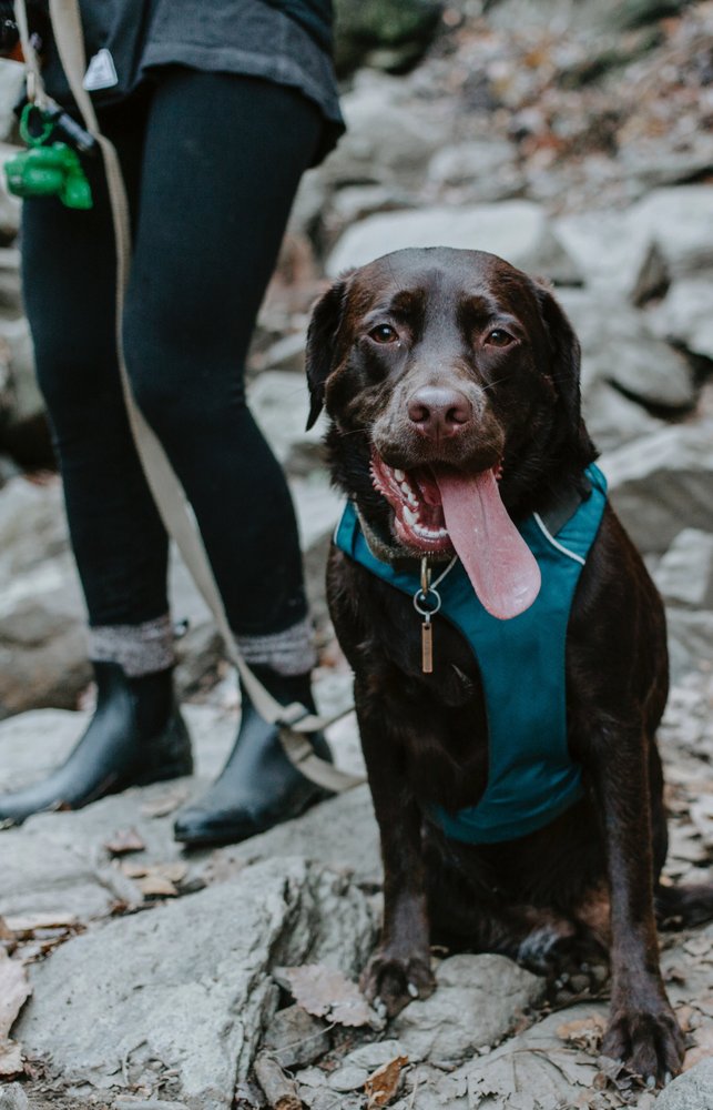 SWAN MOUNTAIN DOG CAMP - Updated July 2025 - Dillon, Colorado - Dog ...