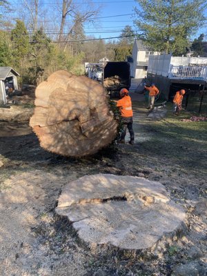 PRO TREE SERVICES - Updated December 2025 - 20 Photos & 26 Reviews - 14 ...