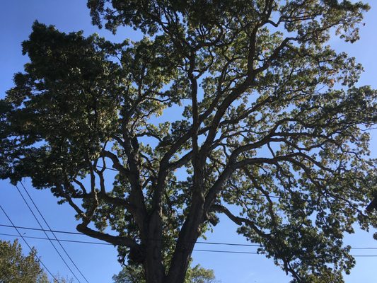 DANK TREE EXPERTS - Updated October 2025 - 21 Photos & 65 Reviews ...