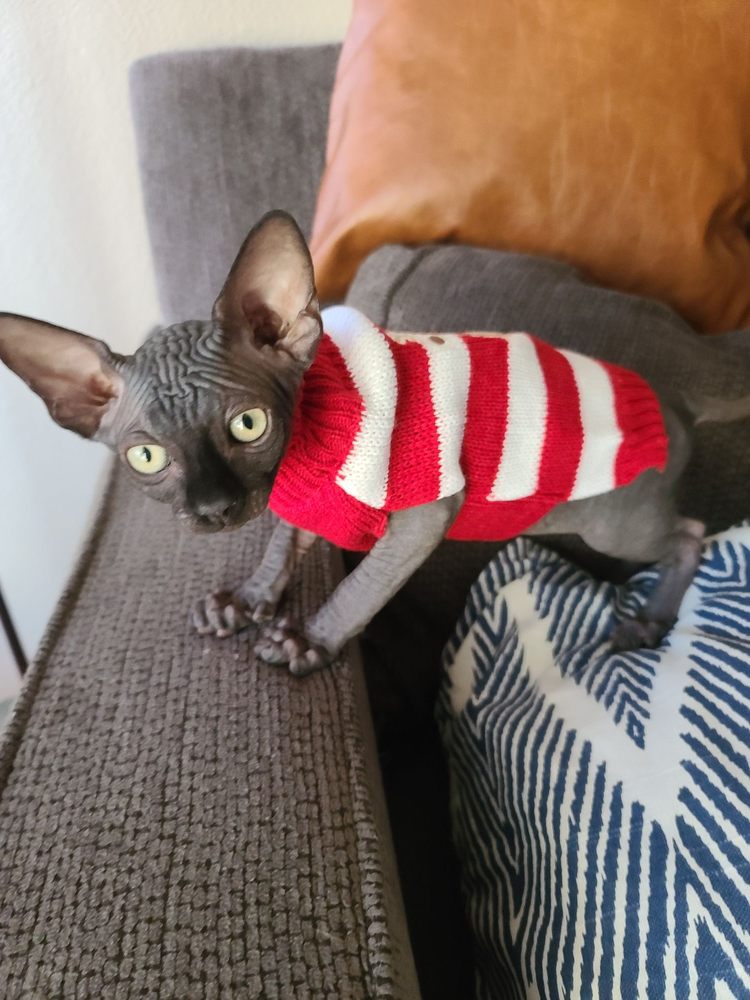 DARE2B-BARE SPHYNX - Updated July 2025 - 29 Photos & 17 Reviews - 10310 ...