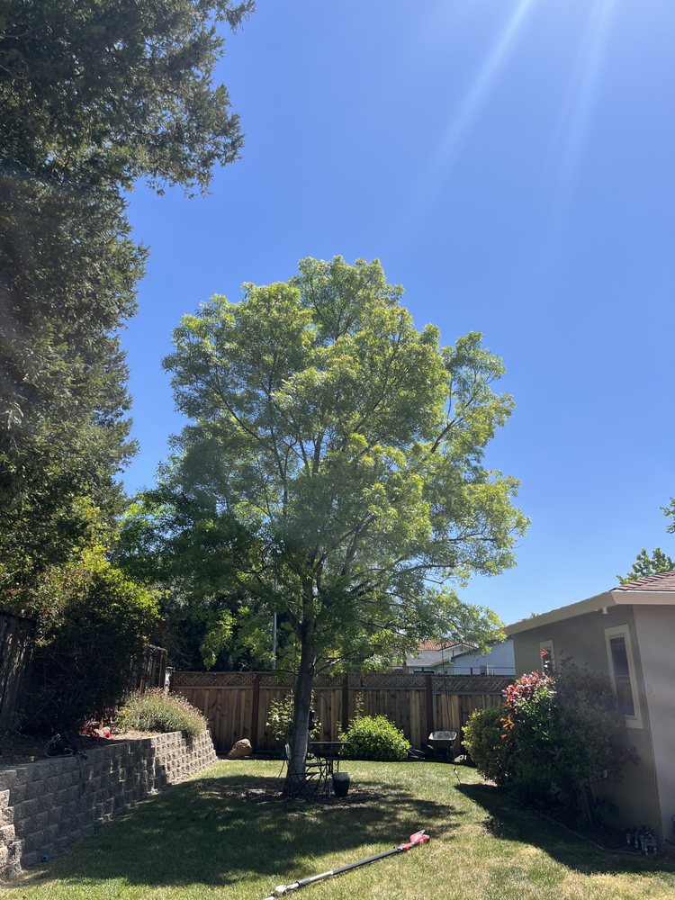 AMA TREE - Updated September 2025 - 32 Photos - Vallejo, California - Tree Services - Phone ...