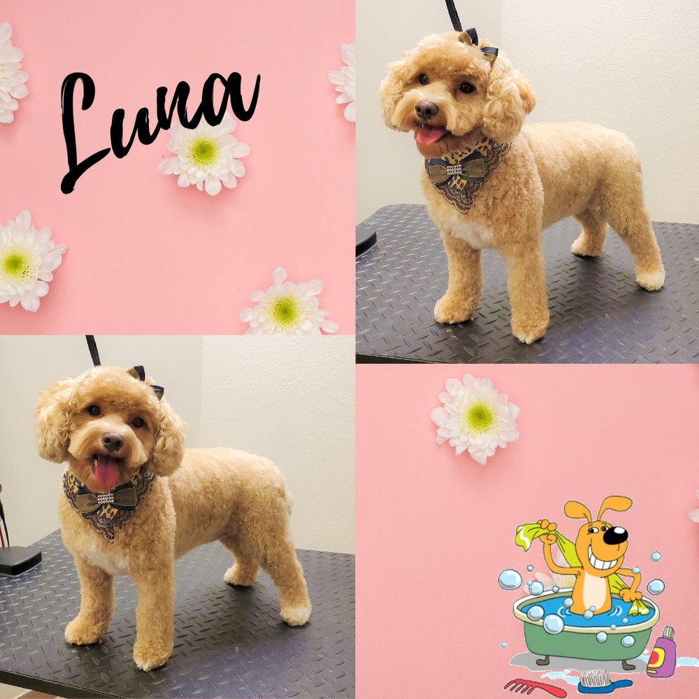 LE PUP PET SUPPLIES AND GROOMING - Updated August 2025 - 62 Photos & 42 ...