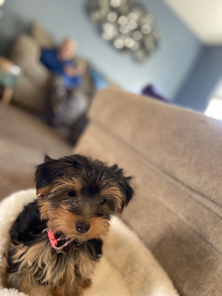 SUKI’S PUPPY LOVE - Updated October 2024 - 15493 E Hampden Ave, Aurora ...