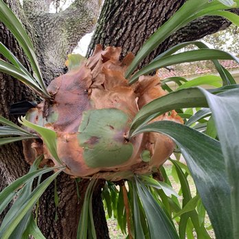 DEERFIELD BEACH ARBORETUM - Updated January 2026 - 454 Photos & 26 ...