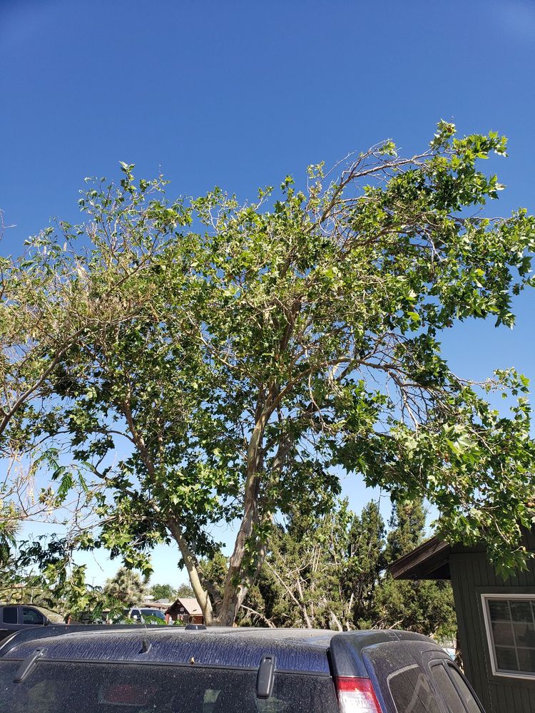 MONKEYS TREE SERVICE - Updated January 2025 - 48 Photos - Victorville ...