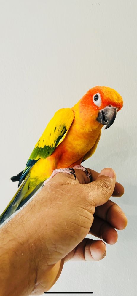 ALEXANDRINE AVIARY - Updated July 2025 - 16 Photos - Schaumburg ...