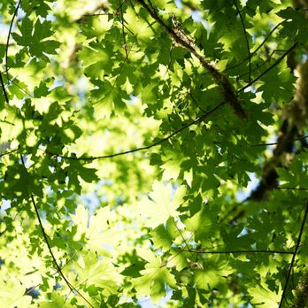 NATUREBRIDGE AT OLYMPIC - Updated December 2025 - 41 Photos - 111 ...