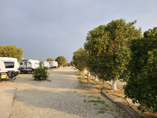 ORANGE GROVE RV PARK - Updated November 2025 - 94 Photos & 150 Reviews ...